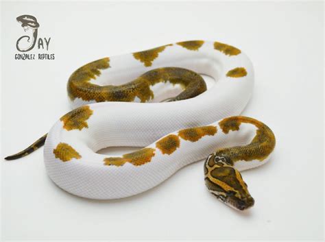 Cyber Monday Deal High White Pied Het Albino Burmese Python By Jay Gonzalez Reptiles Morphmarket Cyber Monday Deal High White Pied Het Albino Burmese Python By Jay Gonzalez Reptiles Morphmarket