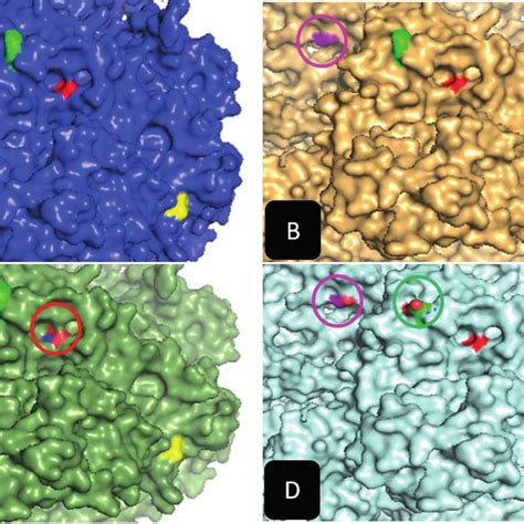 Cartoon 3d Structure Of Wild Type And Mutant Sequences Download Scientific Diagram