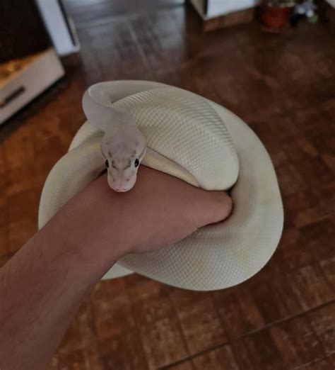 My first ever ball python,Venus : r/snakes