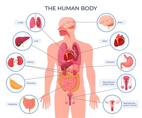 Human Anatomy Organs Diagram Human Anatomy Icons Male Body Stock
