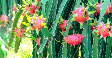How To Grow Your Own Dragon Fruit Pitaya Gardeners Path