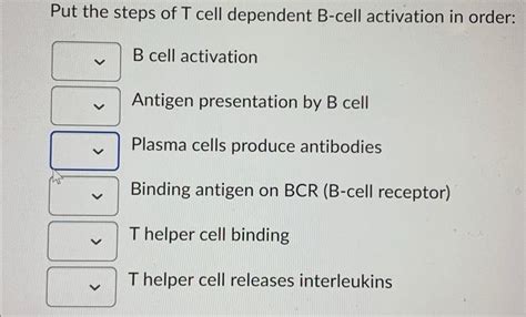 Solved Put The Steps Of T Cell Dependent B Cell Activation