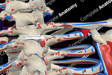 Origin Of Semispinalis Capitis Muscle Complete Anatomy