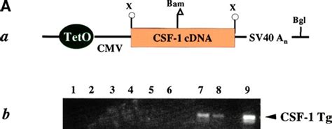 Progression Of Mammary Tumor To Malignancy Was Accelerated In