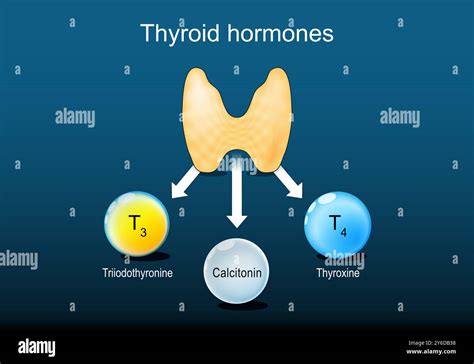 Thyroid Hormones And Calcitonin Stock Vector Images Alamy