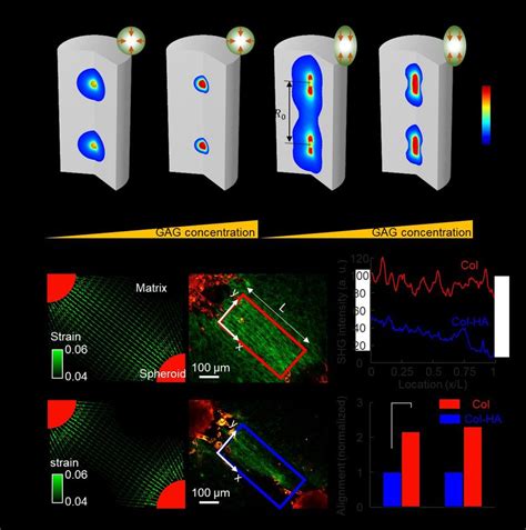A Theoretical Prediction Of Fiber Alignment Between Two Cells In Download Scientific Diagram