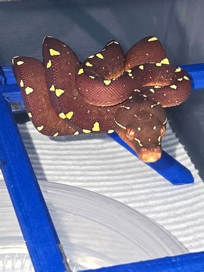 Designer Green Tree Python By Perched Up Pythons