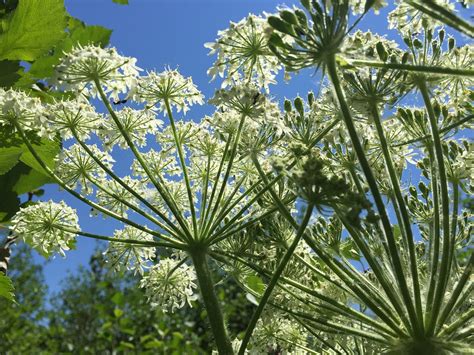 Cow Parsnip Flowers Umbrelliferae Free Photo On Pixabay Pixabay Cow Parsnip Flowers Umbrelliferae Free Photo On Pixabay Pixabay
