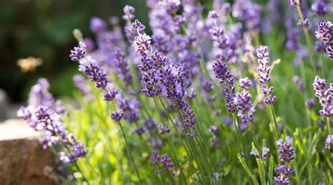 Does Lavender Grow In Shade Gardening In The Shade 9 Annual Flowers