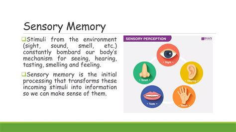 Information Processing View Atkinson Shiffrin Pptx