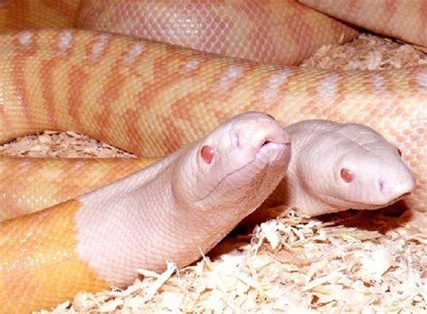 Very Nice Albino Black Headed Pythons Very Nice Albino Black Headed Pythons