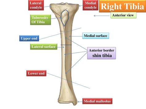 1 Clavicle عظم الترقوة هام Shoulder Girdle Is Made Of 1 Clavicle
