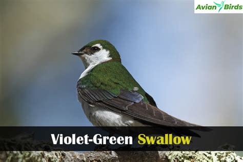 Swallows In Texas 8 Species You Should Know Id Guide Swallows In Texas 8 Species You Should Know Id Guide