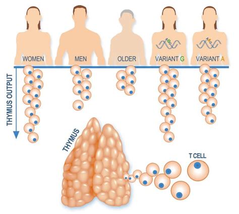 Immunological Survey Unveils The Determinants EurekAlert