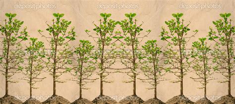 Detail Of Tree Branch Stock Photo Khunaspix 19552269