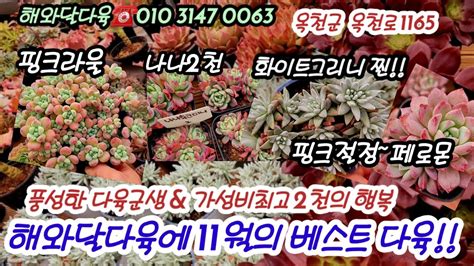 해와달다육에 착한국민다육2천 풍성한군생들 라울 꽃피는염자 화이트그리니등 다수품종💕가장예쁜다육💕 Youtube