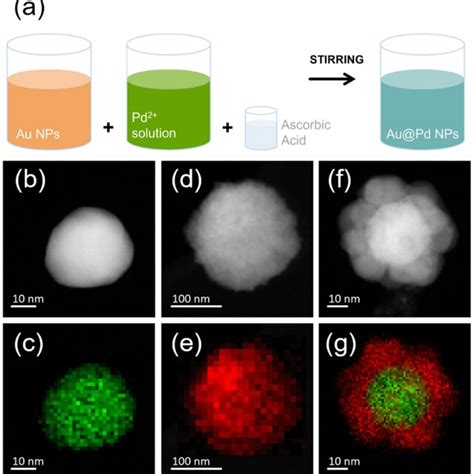 A Schematic Representation Of Au Pd Core Shell Nps Stem B D F Download Scientific Diagram