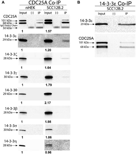 Cdc25a Associated With Anti Apoptotic 14 3 3ε γ And ζ In Scc Cells Download Scientific