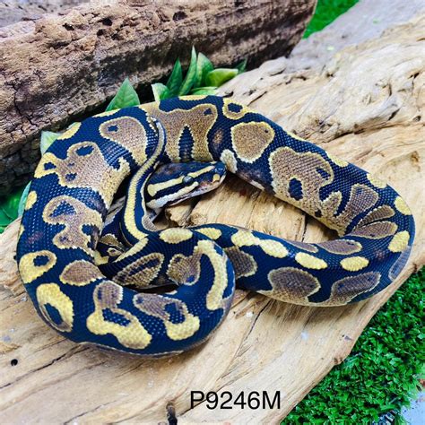 Píton bola (Python regius) YELLOW BELLY P9246M - MACHO. - Recanto da Jiboia