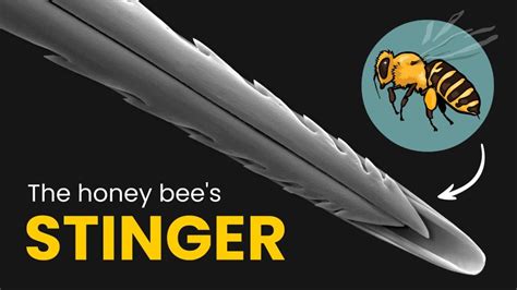 E How A Bees Stinger Works Up Close And Personal Self