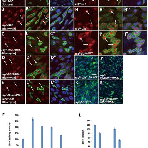 myc functions downstream of both jak stat and egfr pathways a e