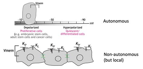 Bioelectric Signaling And Development The Harris Laboratory