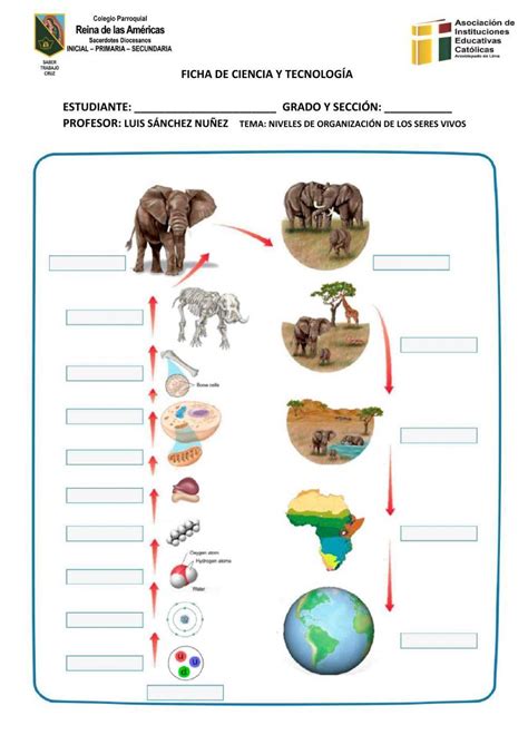 Organizacin Biolgica De Los Seres Vivos Worksheet