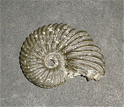 Ammonite Member Collections The Fossil Forum
