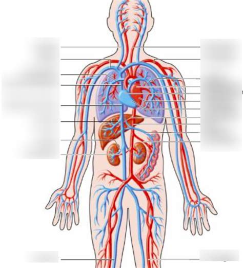 Diagram Biologie G3 Bloedsomloop Bloedvatenstelsel Quizlet