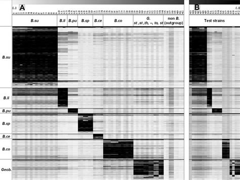 hierarchical clustering of m cgh data the figure shows hybridisation