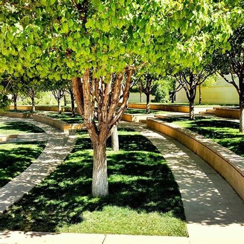 Tree Trimming Albuquerque Red Shovel Landscaping