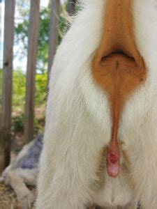 Hermaphroditism And Polled Goats Goat Journal