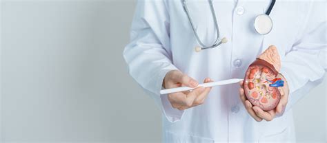 해부학적 신장 부신 모델을 들고 있는 의사 비뇨기계 및 결석의 질병 암 세계 신장의 날 만성 신장 비뇨기과 신장염 신장 및 이식 개념 3월에 대한 스톡 사진 및 기타 이미지