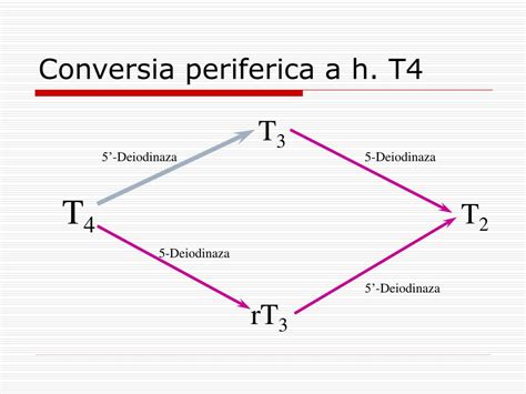 Ppt Hormonii Tiroidieni Powerpoint Presentation Free Download Id