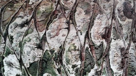 Palm Tree Log Texture Stock Image Image Of Brown Texture 63251815