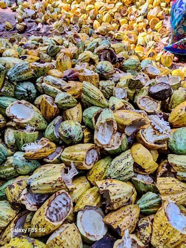 Cocoa Shell Husk Packaging Type Box At ₹ 120 Kg In East Godavari Id 2856425935262