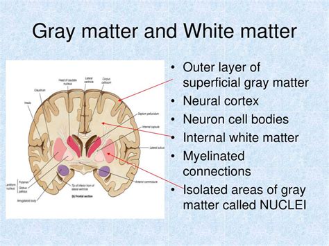Ppt Central Nervous System Powerpoint Presentation Free Download