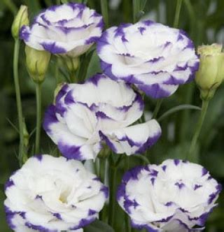 Эустома Супер Мэджик Капри Блю Пикоти — описание, фото и характеристики ...