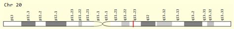 DSN Gene GeneCards DSN Protein DSN Antibody
