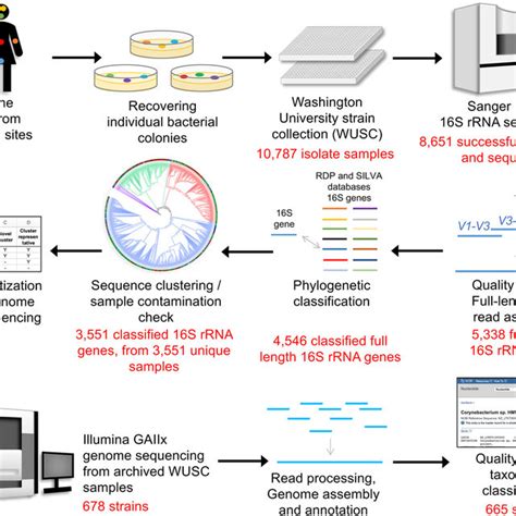 Flow Chart Diagram Of Overall Sample Production And Prioritization Download Scientific Diagram