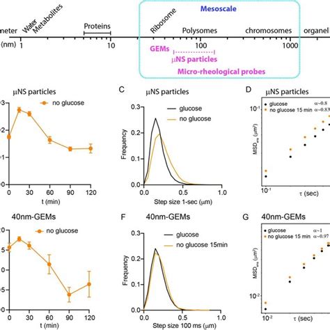 formation of p bodies increases the mesoscale particle diffusivity upon