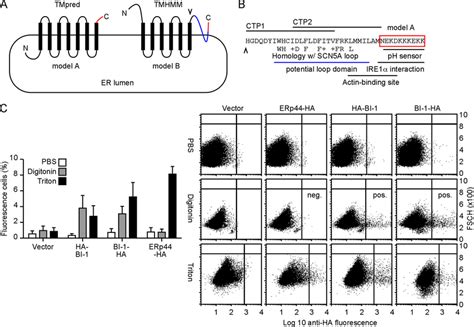 Bi 1 Contains Six Transmembrane Domains And A C Terminal Loop Domain
