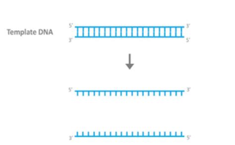 Midterm Genetics Lab Flashcards Quizlet