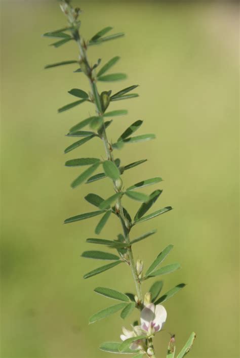 Lespedeza Juncea Var Sericea Eflora Of India