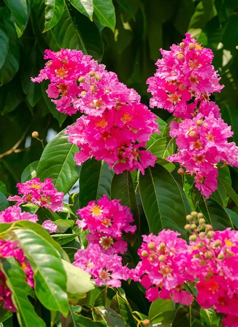 Banaba Proprietà Officinali E Benefici Per La Salute