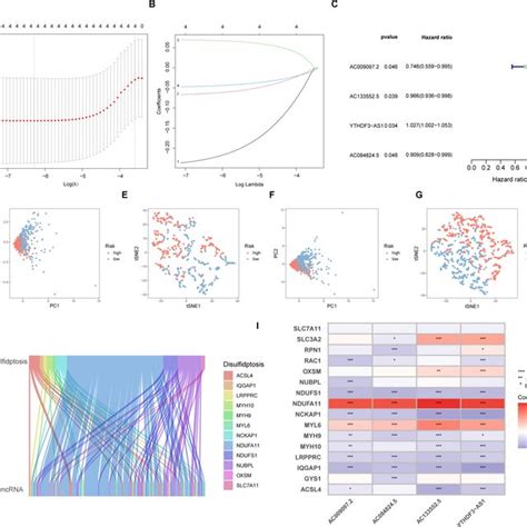 The Disulfidptosis Related Gene Risk Score Drg Rs Model A Partial