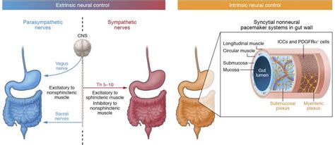 Intrinsic Enteric Plexus