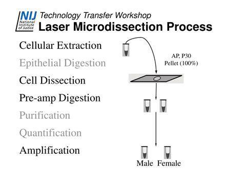 PPT Laser Microdissection PowerPoint Presentation Free Download ID