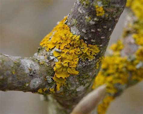 Як очистити дерева від моху та лишайника два способи Читайте на Ukr Net