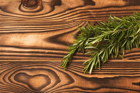 유리병과 나무 숟가락에 말린 로즈마리 질감 배경에 신선한 로즈마리 가지 고기와 생선을위한 향신료와 허브